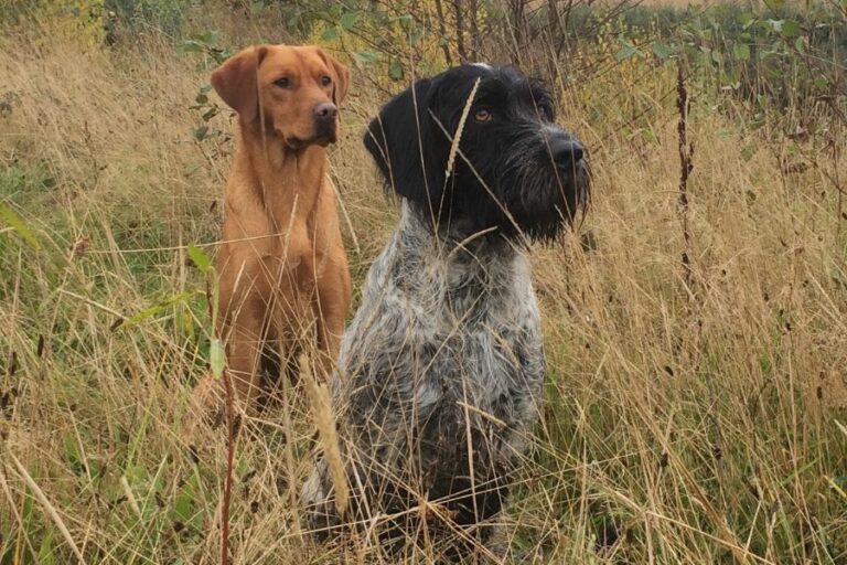 Blog - The Ladies Working Dog Group