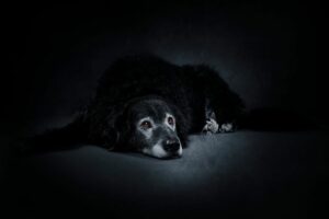 Understanding Canine Cognitive Dysfunction: Dog Dementia - The Ladies ...