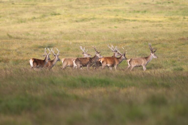 Embracing Venison : A Sustainable Solution to UK’s Rising Deer ...