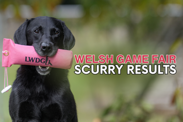 Scurry Results from the Welsh Game Fair - The Ladies Working Dog Group