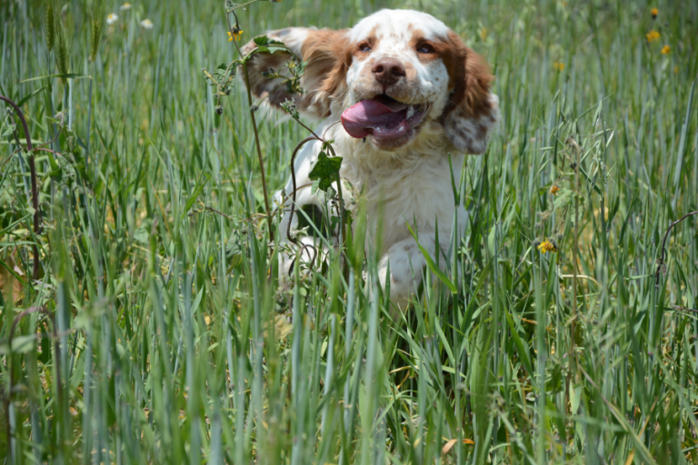 Bruin the Clumber Spaniel’s Crufts Win Isn’t the Problem. It Might Be ...